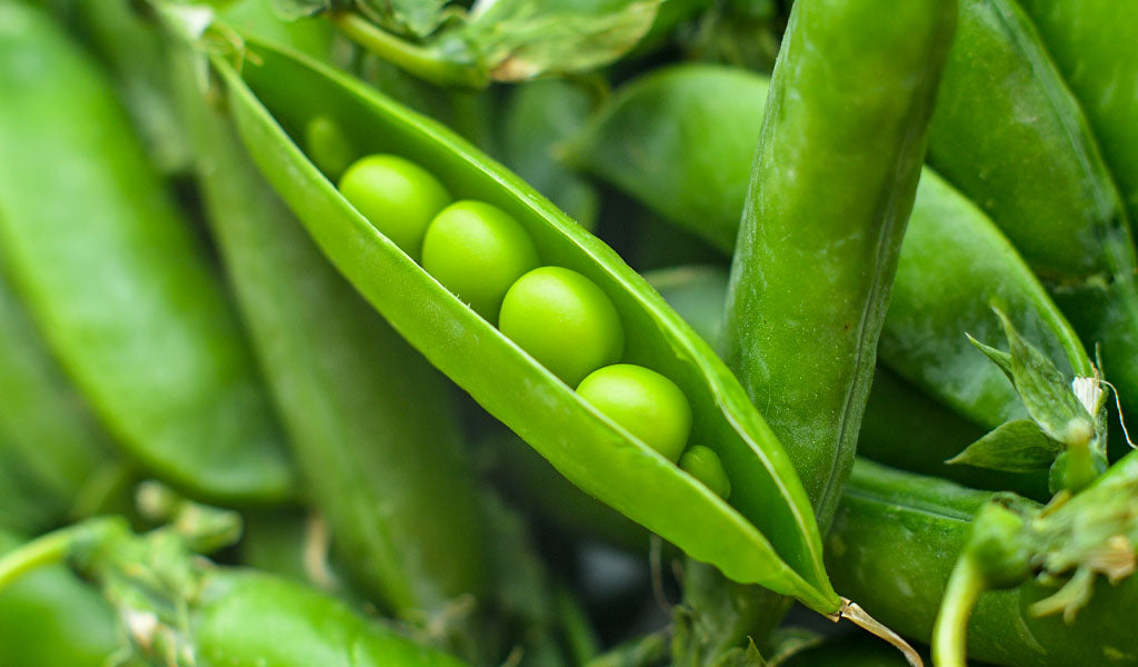 How to Grow Great Veg: Peas Grow Guide | Knowle Nets | Blog