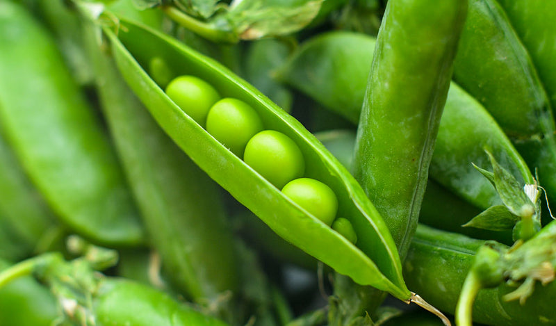 Peas Grow Guide - Gardening For Beginners | Knowle Nets
