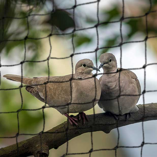 Aviary Netting | Small Birds & Birds Of Prey | Knowle Nets