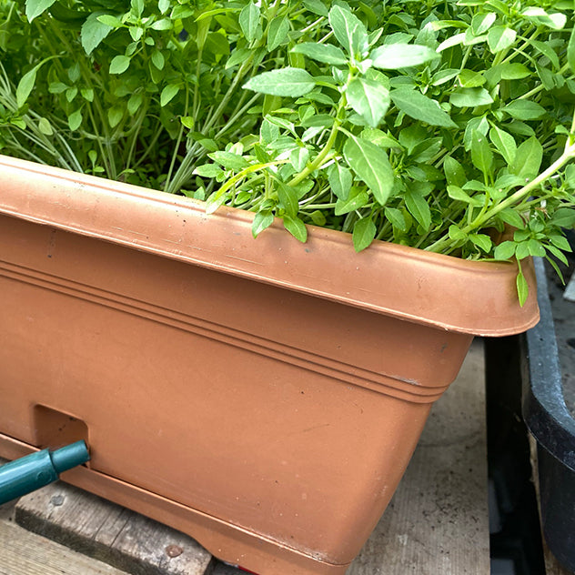 Terracotta Window Planter Box I Knowle Nets